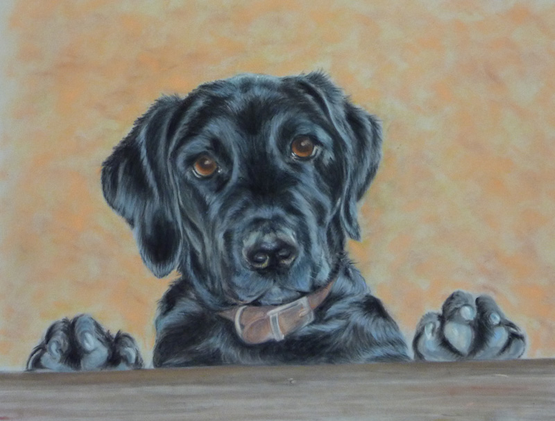 Pet Portraits – Jackie Whall Artist